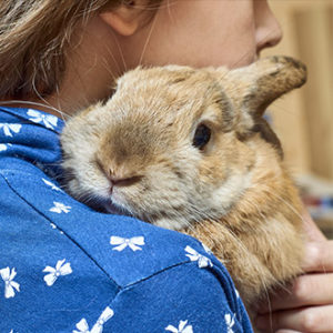 Rabbit Pet Therapy - Home