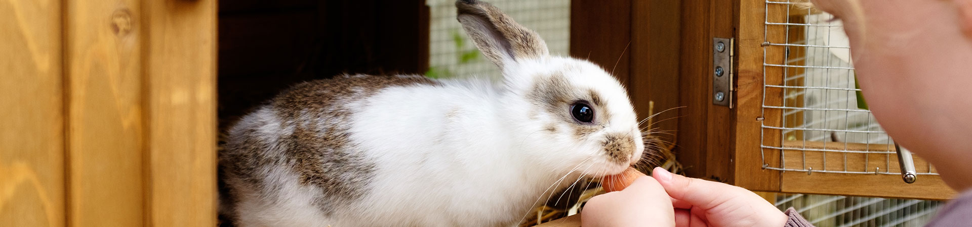 Benefits - Rabbit Pet Therapy